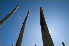 Mexico Journal 2008 - Polly Hope